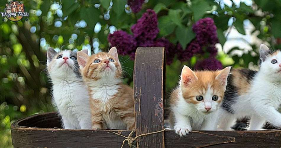 Choosing the Perfect Cat Breed for Your Family